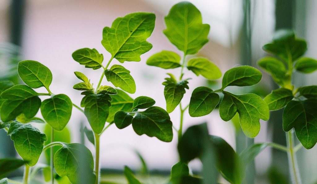 Reactive Spring Boot programming with Vert.x - Red Hat Developer